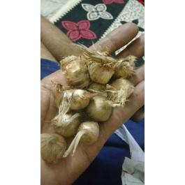 Buy Crocus Sativus Saffron ( Kesar ) Bulbs - 12 Bulbs Pack