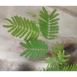 Buy Prosopis Cineraria, Khejari Tree Shami Plant With Free Shipping