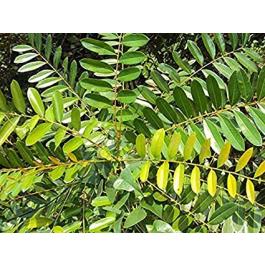 Simarouba Glauca , Paradise Tree - 10 Seeds Pack