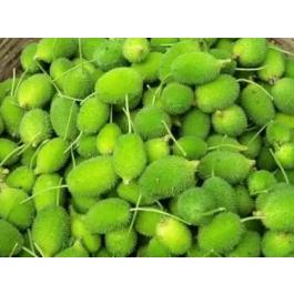Momordica Dioica , Spiny Gourd - 50 Seeds Pack