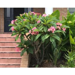 Plumeria Rubra , Temple Tree Plant With Free Shipping