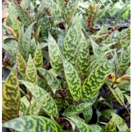 Aeschynanthus longicaulis , Tiger Lipstick Plant