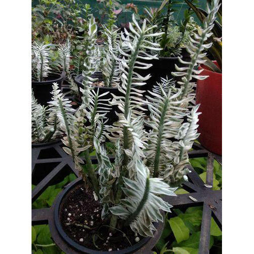Pedilanthus Tithymaloides , Devil's Backbone Plant With Free Shipping