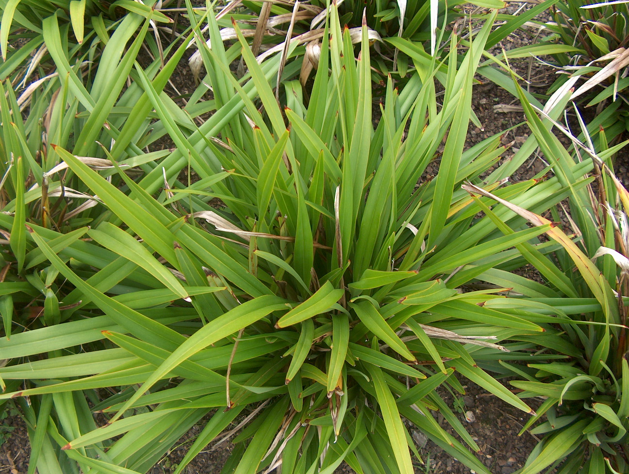 Dianella Tasmanica ( Variegata '' Tasman Flax Lily Plant With Free Shipping