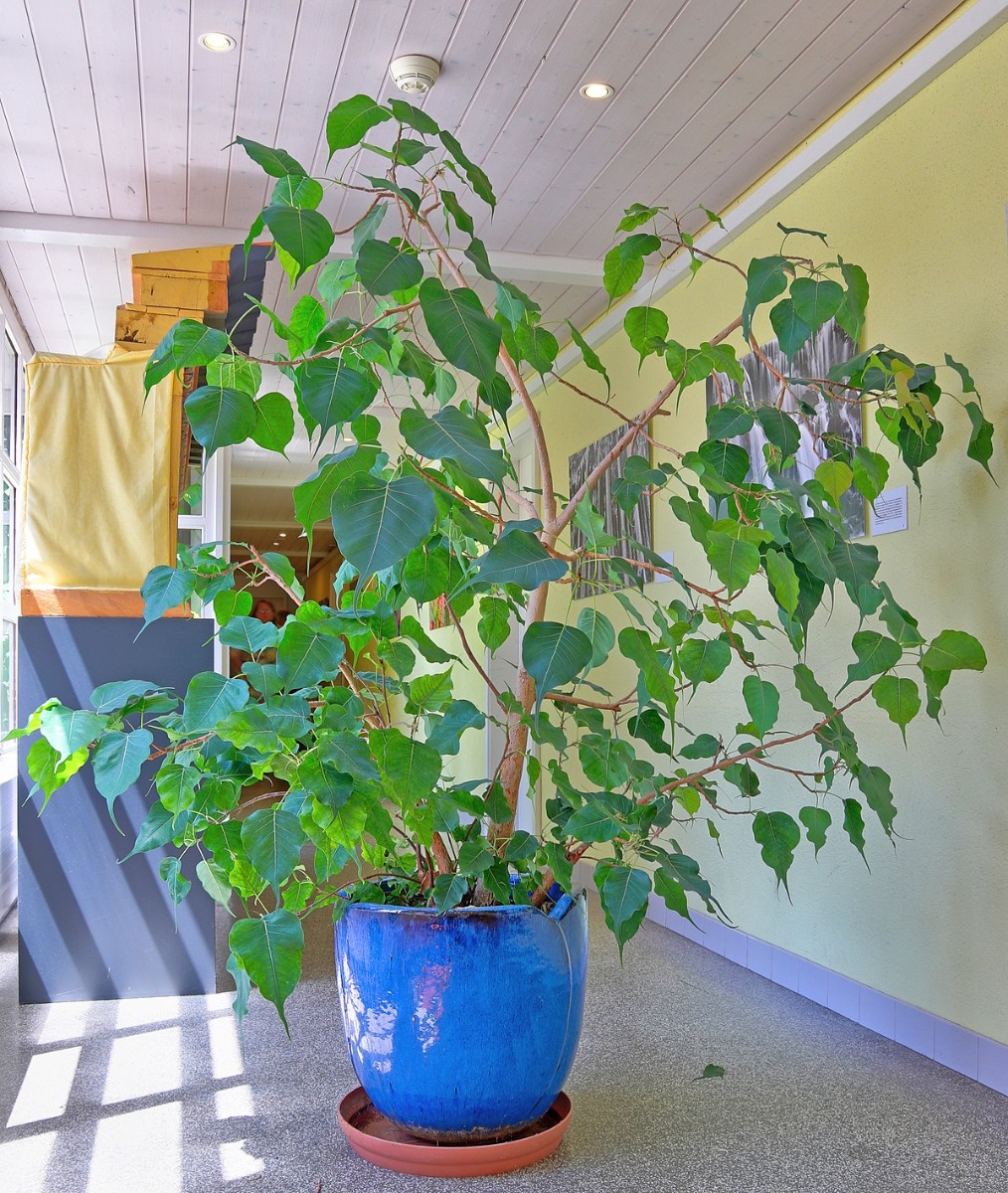 Ficus Religiosa Holy Fig Tree Pipal Plant With Free Shipping