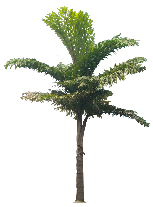 Buy Caryota Urens Plant, Fish Tail Palm