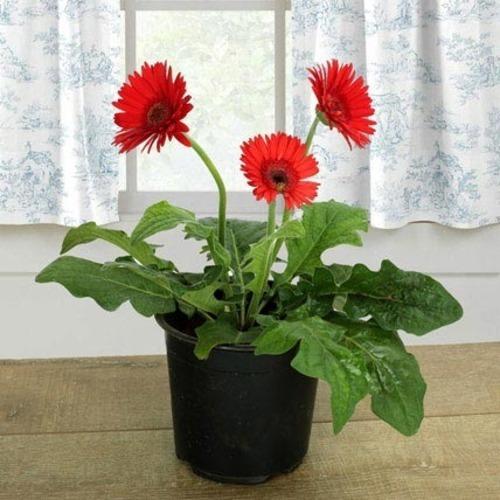 Buy Gerbera Red Plant With Free Shipping In India