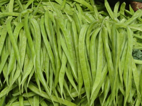 Cyamopsis Tetragonoloba Seeds, Guar Gum Seeds With Free Shipping - 25 Seeds
