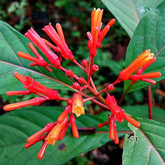Buy Hamelia Patens , Firebush Plant With Free Shipping In India