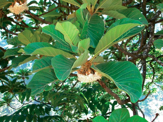 Diploknema Butyracea Indian Butter Tree Plant With Free Shipping