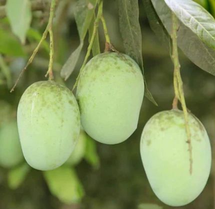 Langra Mango Fruit Plant