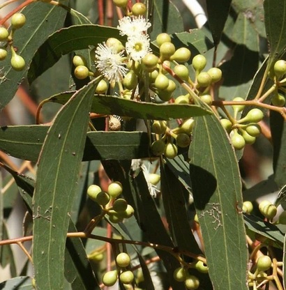 Corymbi Citriodora Lemon Eucalyptus Plant With Free Shipping