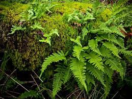 Polypodium Glycyrrhiza, Licorice Fern Plant