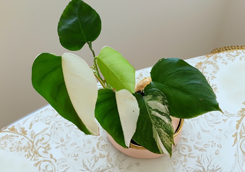 Monstera Variegated Half Moon Plant