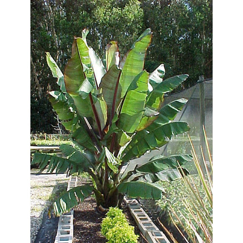 Musa Ensete , Red Banana -10 Seeds