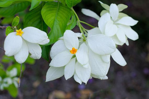 Buy Mussaenda Roxburghii Plant, East Himalayan Mussaenda Plant For Sale ...