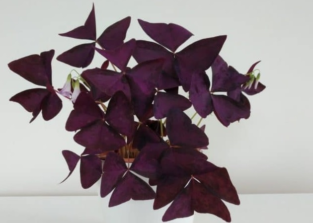 Oxalis Triangularis, Purple Shamrock, Butterfly Plant