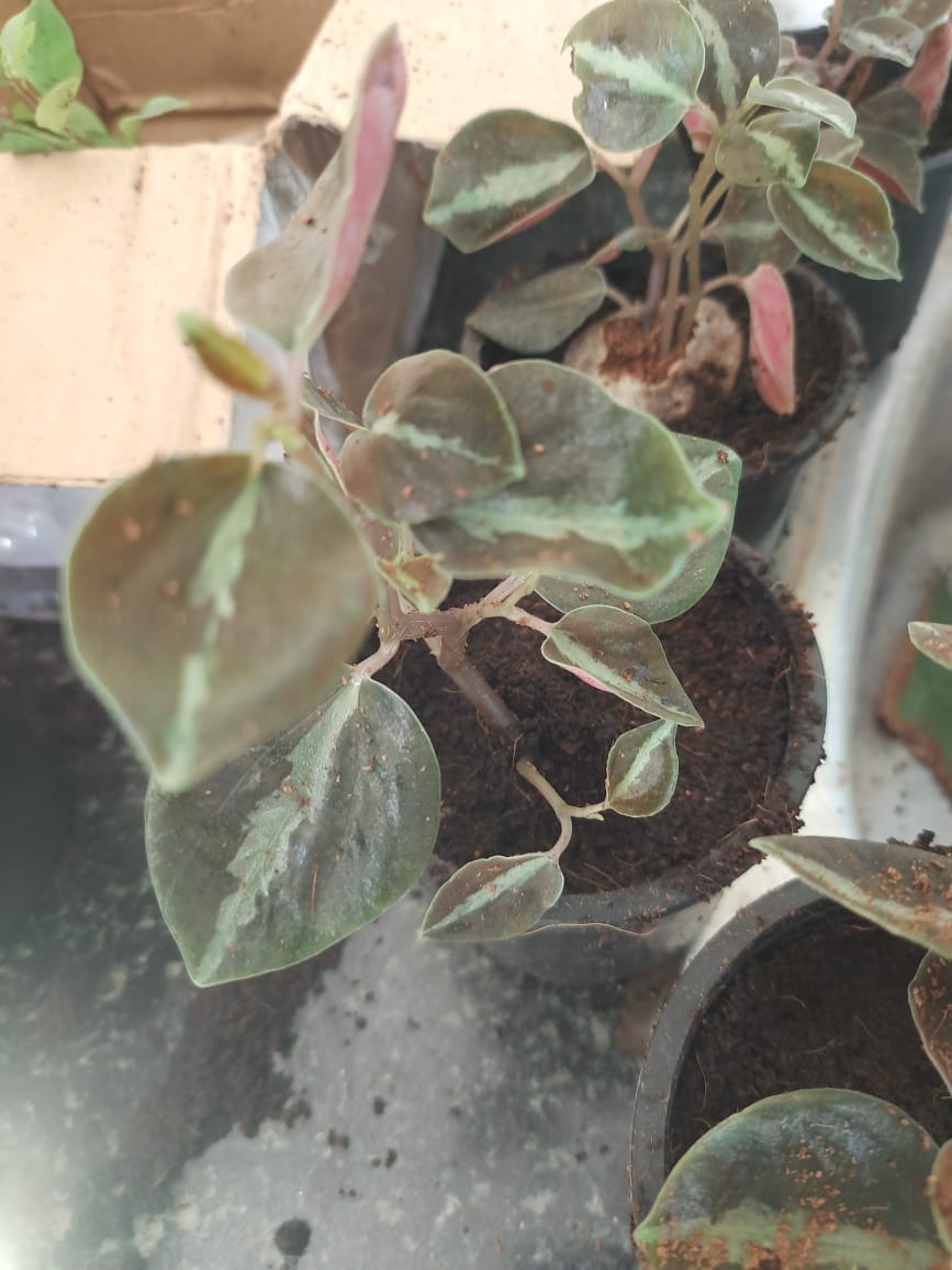 Peperomia Metallica ( Red Tree ) Plant