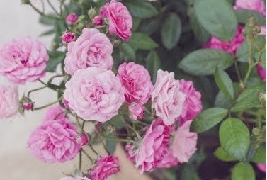 Pink Miniature Rose, Button Rose Plant