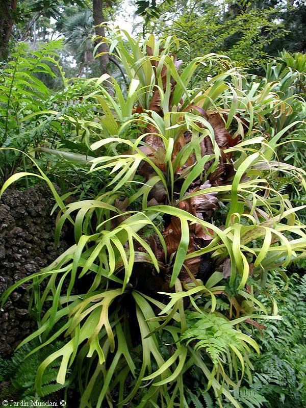 Buy Staghorn Fern Plant, Platycerium Alcicorne Plant For Sale With Free ...