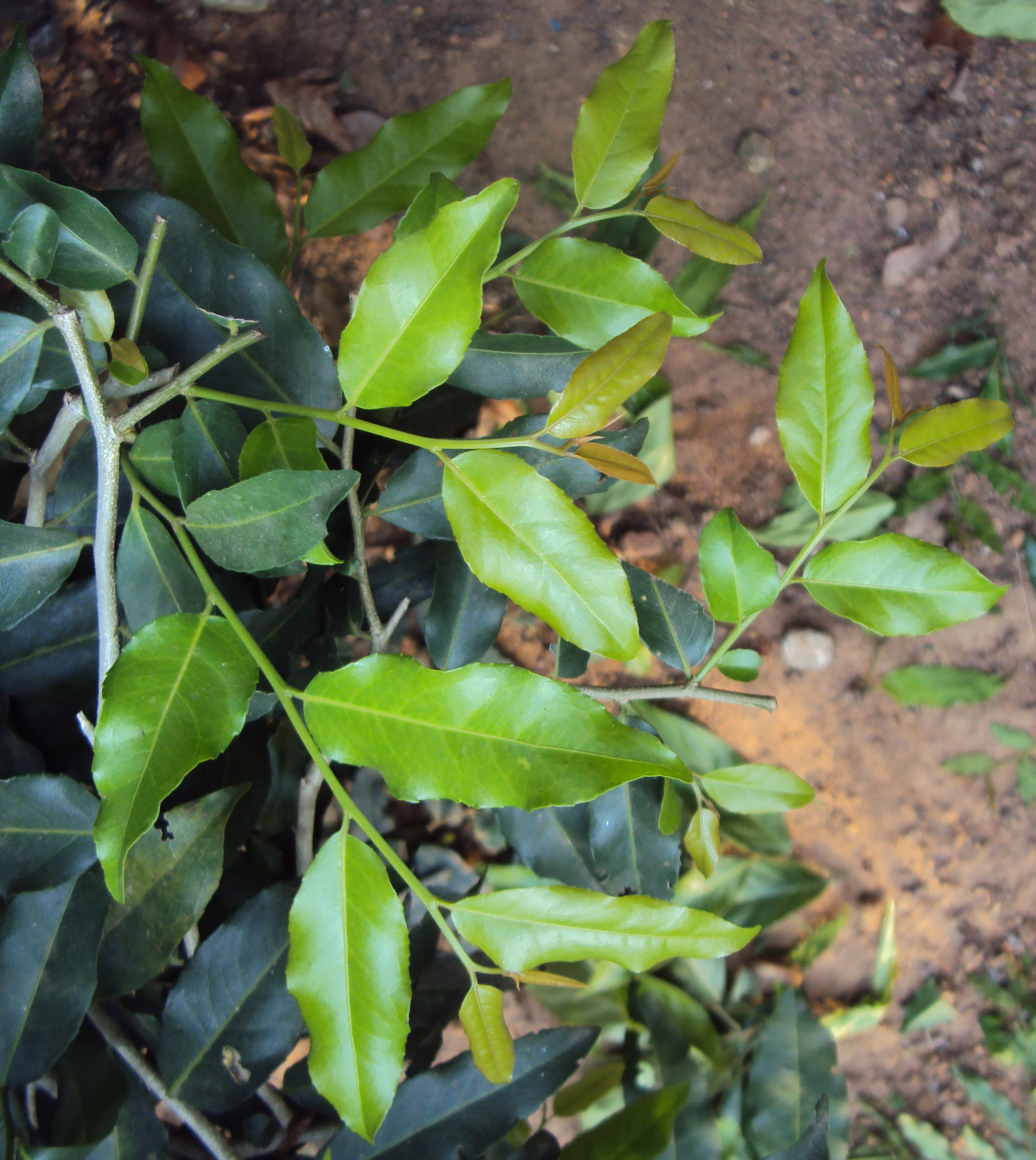 Buy Putranjiva Roxburghii, Childlife Tree Plant With Free Shipping