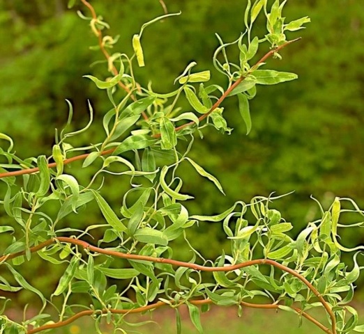 Salix Curly Willow Plant