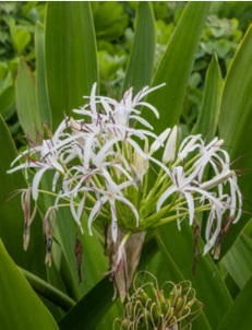 Crinum Asiaticum ( Sudarshan Lily ) Plant