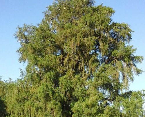 Taxodium mucronatum , Mexican Cypress - 25 Seeds Pack