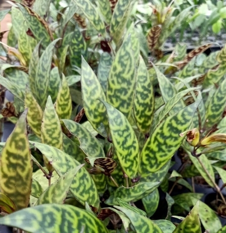 Aeschynanthus longicaulis , Tiger Lipstick Plant