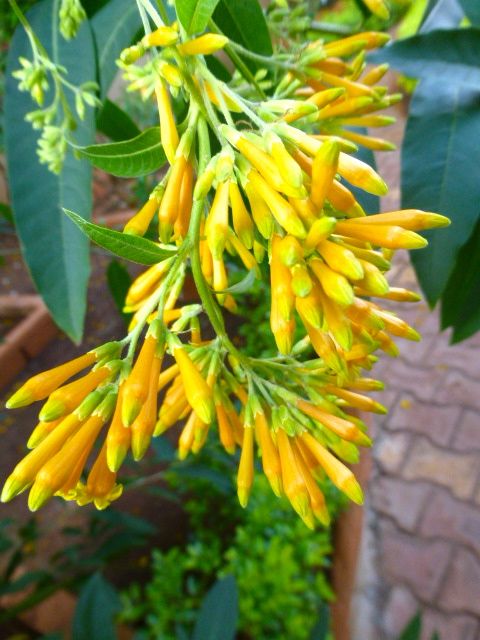 Cestrum Nocturnum , Raat Ki Rani Plant ( Yellow Flower )
